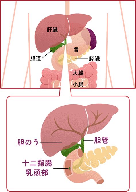 胆道（胆管・胆のう）について｜教えて、胆道がん