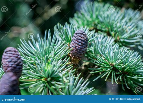 Close Up Of Pine Cones On Atlantic Blue Atlas Cedar Tree Cedrus