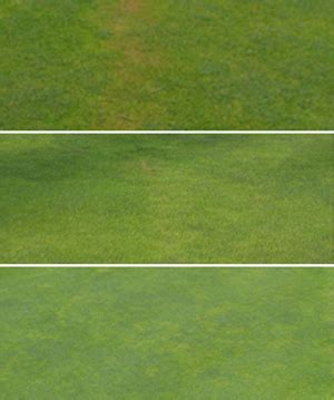 Golf Course Turf Programs Solutions To Common Agronomic Challenges