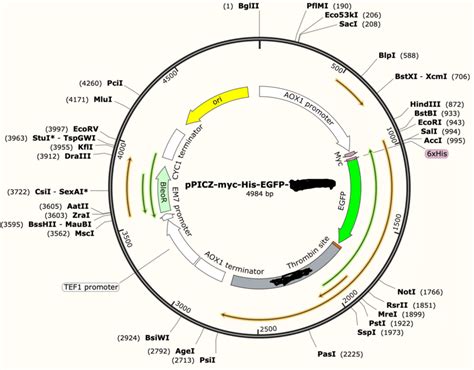 193 Questions With Answers In Pichia Pastoris Science Topic