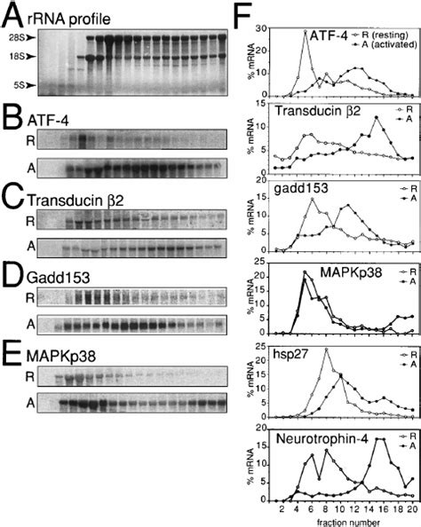Polysome Profiles Of Translationally Controlled Transcripts Identified Download Scientific