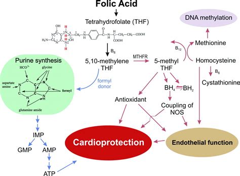 How Does Folic Acid Cure Heart Attacks Circulation