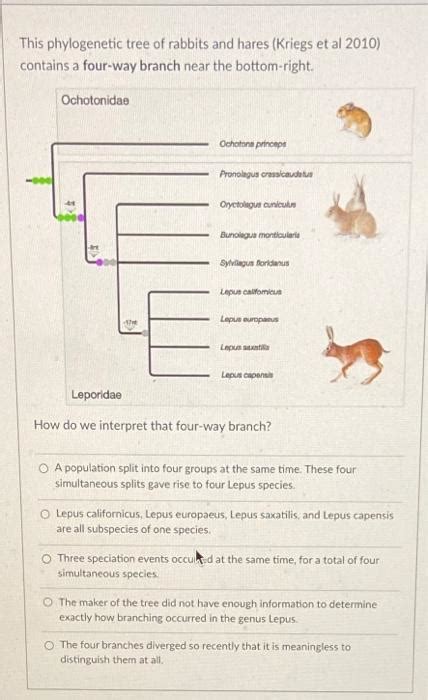 Solved This Phylogenetic Tree Of Rabbits And Hares Kriegs