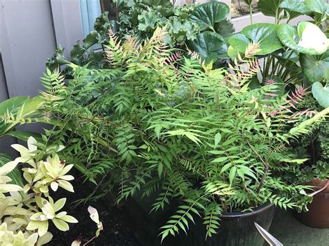Tips For Growing Trees And Shrubs In Containers Fine Gardening