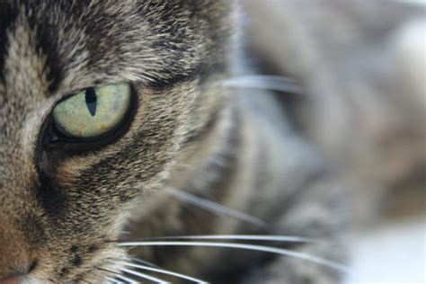 Hyperthyroidism In Cats What Is It And What Can Be Done