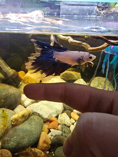 Dewdrops Size Comparison Album On Imgur