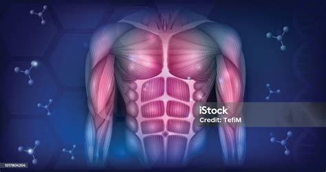 몸통의 근육 이두근에 대한 스톡 벡터 아트 및 기타 이미지 이두근 0명 건강관리와 의술 Istock