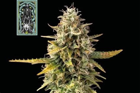 23 Best Cannabis Seed Strains Of 2023 Mold Resistant Strains