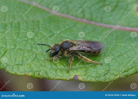 Closeup On A Female Furrow Bee Lasioglossum Calceatum Or Albipes