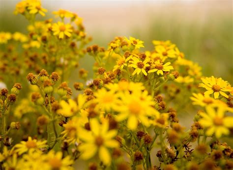 Желтые цветы мелкие 59 фото