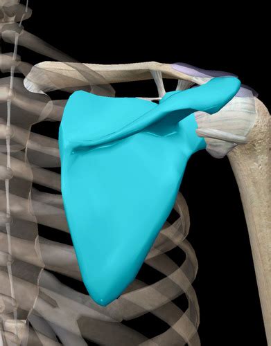 Appendicular Skeleton Quiz Flashcards Quizlet