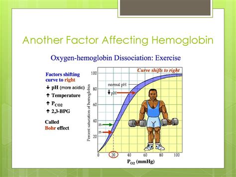 Cell Size And Diffusion Ppt Download
