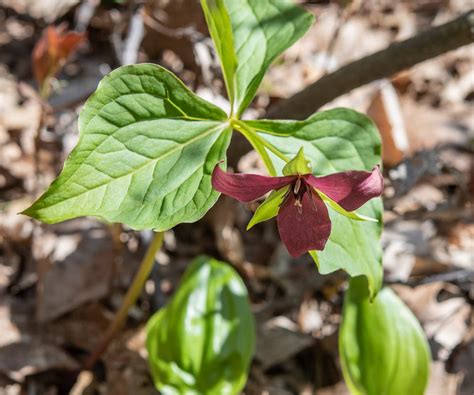 Trillium Erectum Red Trillium