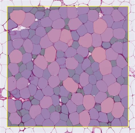 Cellpose Sam Qupath Extension Usage And Issues Imagesc Forum