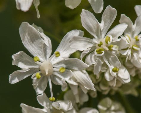 Cow Parsnip