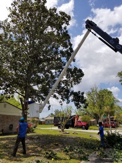 Trimming And Pruning Jacksonville FL Odoms Beaches Tree Service