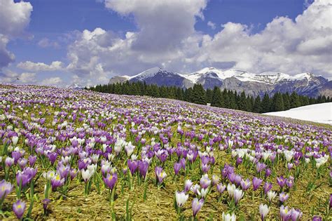 Parco Nazionale Dolomiti Bellunesi Dolomiti Premiere Summit Of Passions
