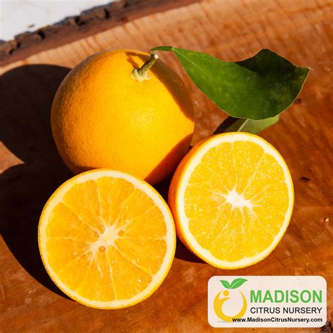 Varn Navel Orange Trees For Sale Madison