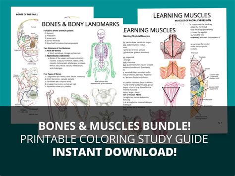 PDF Printable Bones Muscles Bones And Muscles Of The Human Body PDF Printable Study Guide