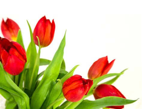 Online Painting Class Red Tulips Theme Neighbur