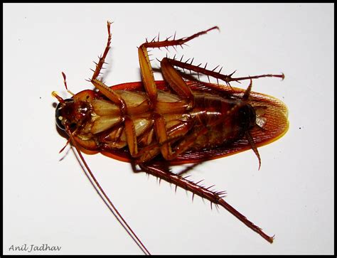 Cockroach Control Services Cockroach Service Using Gel Service