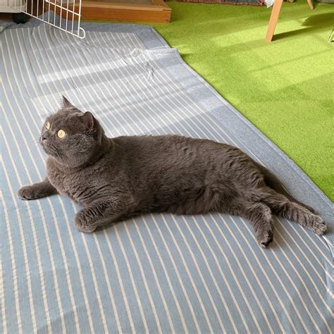 愛猫のためにできること♡ 愛猫ロッシのトリセツ