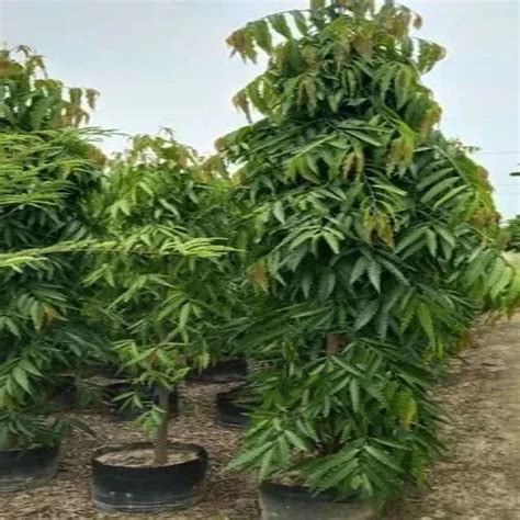 Black Ashok Tree For Plantation At ₹ 200 Piece In Fatehabad Id