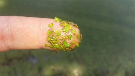 Duckweed Lake Restoration