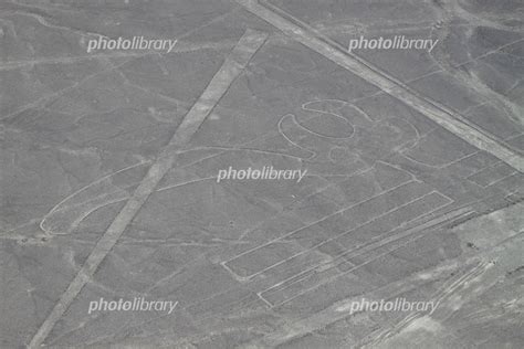 ペルーの世界遺産ナスカの地上絵のオウム 写真素材 497290 フォトライブラリー Photolibrary