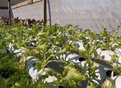 Verduras Hidropónicas Cultivos Sanos Y Sin Tierra