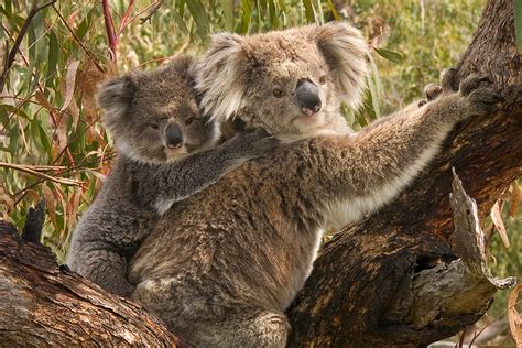 Podemos salvar a los koalas de la extinción OpenMind
