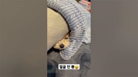 얼굴만 내밀고 🐢 Youtube
