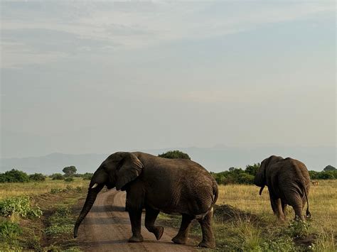 Kevron Safaris 2026 All You Must Know Before You Go With Reviews