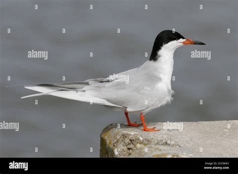 Adult Forster S Tern Sterna Forsteri At New Jersey Usa Roosting In The Harbour Stock Photo