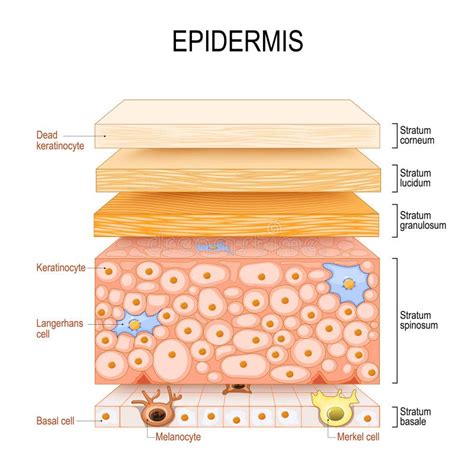 Layers Of Human Skin Melanocyte And Melanin Stock Vector
