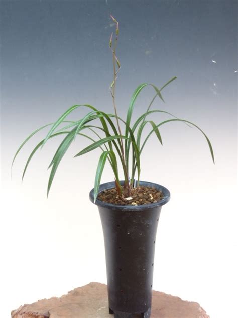 No 3861三世冠 寒蘭 山野草販売東美園