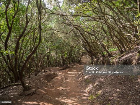 Sendero De Los Sentidos 경로의 좁은 보도는 오래된 녹색 이끼 나무가있는 신비한 일차 로렐 숲