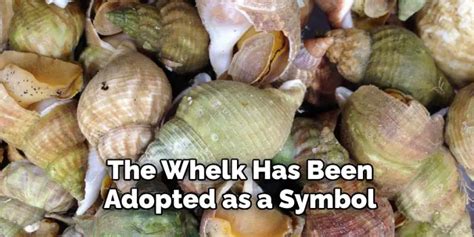Whelks Meaning Symbolism And Totem Detailed Instructions