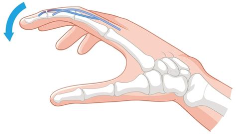 Free Vector Anatomy Of Hand Movement