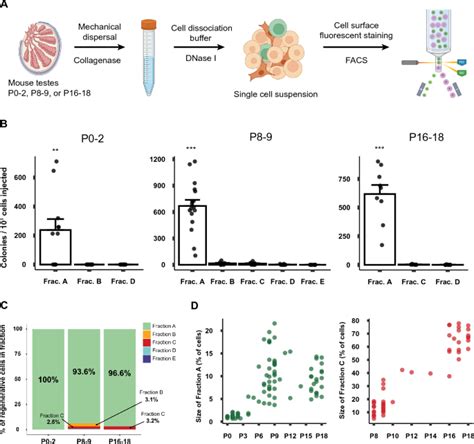 Postnatal Development Of Mouse Spermatogonial Stem Cells As Determined