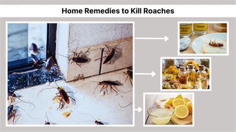 Home Remedies To Kill Roaches Natural Solutions