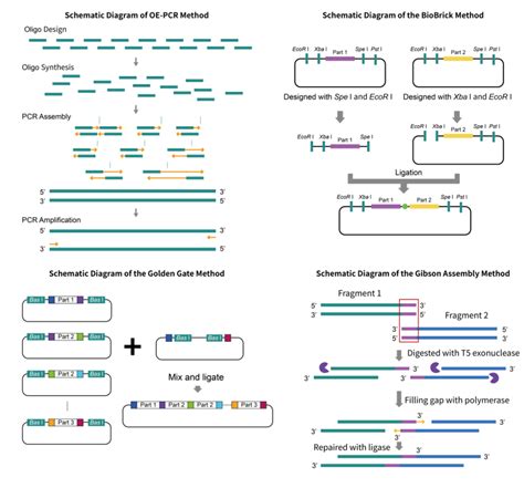 Dna Synthesis And Assembly Synbio Technologies
