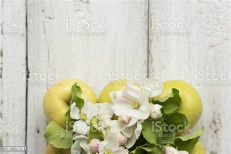 나무 흰색 배경에 애플 꽃 녹색 사과의 사각형은 꽃 가지로 가득합니다 공간 및 수평 방향 복사 0명에 대한 스톡 사진 및 기타