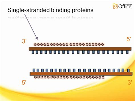 Dna Replication Of Prokaryotes 1 Youtube