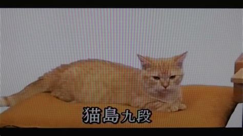 【偽計の目的】将棋始めました。8日目 過去の名局から何かを得ようと研究に励まれるひこさま（みずき） サニージャーニー In フェイクニュース