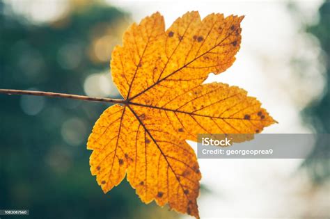 너도 밤나무 나무의 다채로운 잎입니다 가 너도 밤나무 잎을 장식합니다 아름 다운 주변 최대 Aurumn의 단풍 숲에서 가 색상