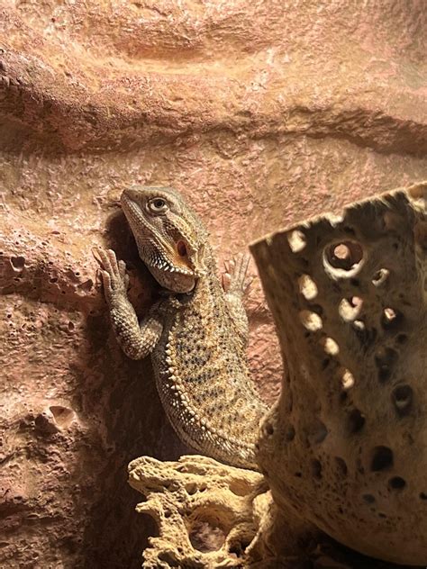Bro Chills In The Goofiest Positions Fr😭 Rbeardeddragons