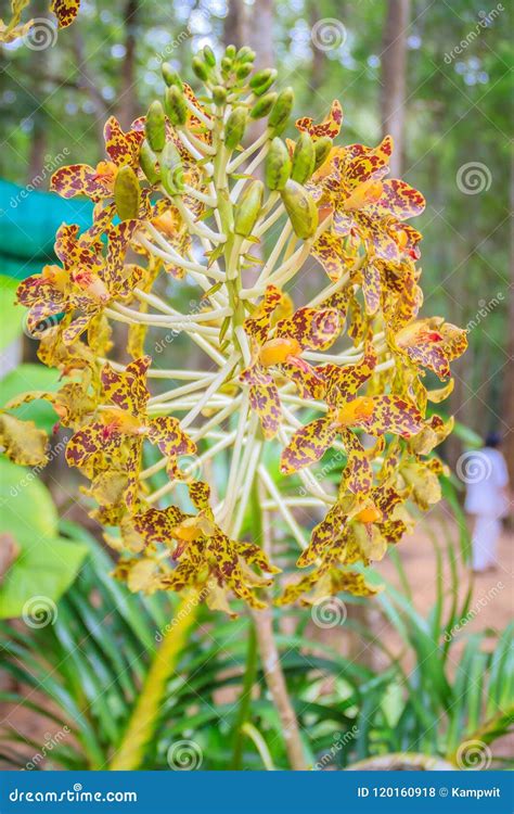 Beautiful Tiger Orchid Flower Grammatophyllum Speciosum In The Public