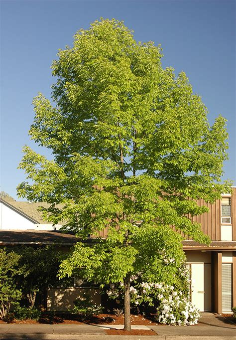 Fraxinus Americana Autumn Purple Landscape Plants Oregon State