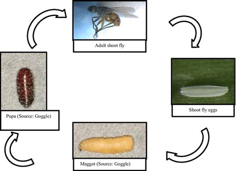 Life Cycle Of Sorghum Shoot Fly Download Scientific Diagram